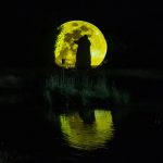 Parc Omega unveils new night walk: ONIRO- Montreal Times